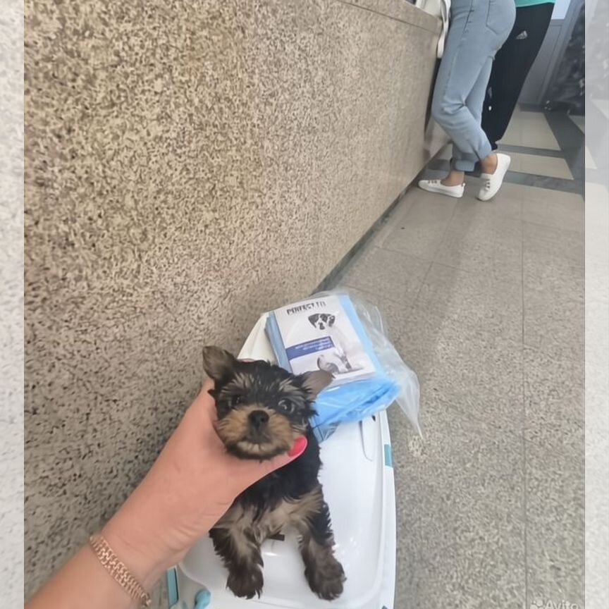 Щенок от частного владельца