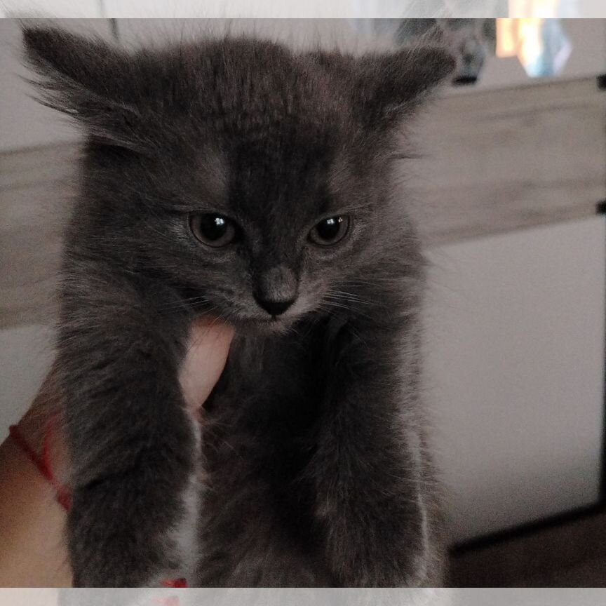 Британский короткошёрстный котёнок