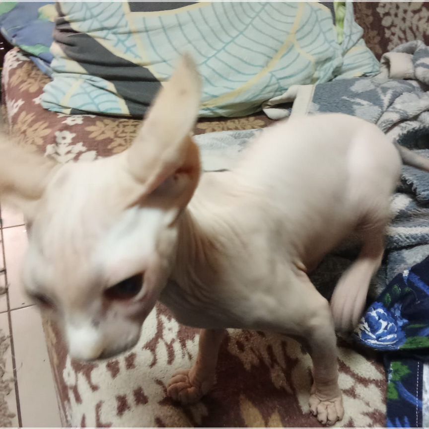 Котята сфинкс эльф