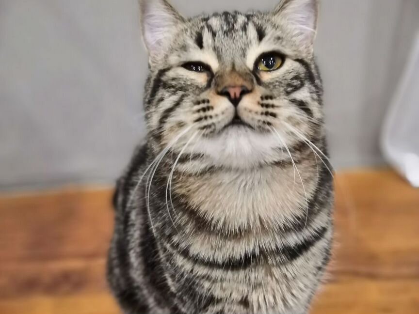 Отдам кота