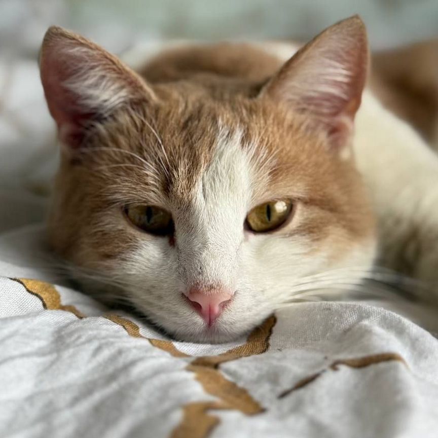 Взрослый кот в добрые руки