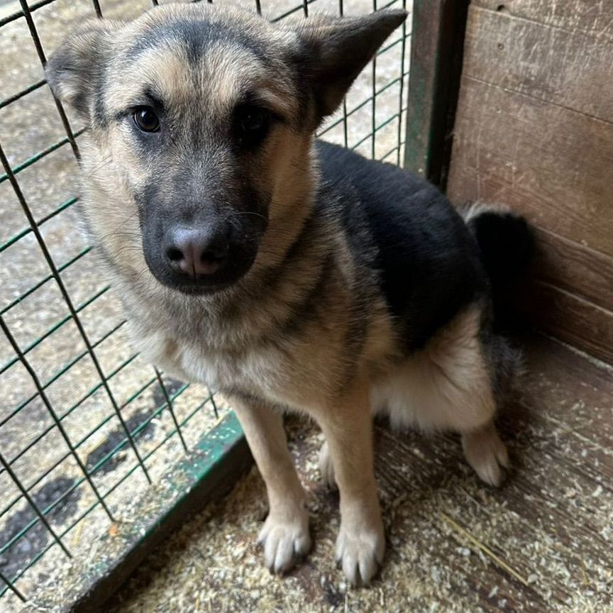 Заберите Герду из приюта