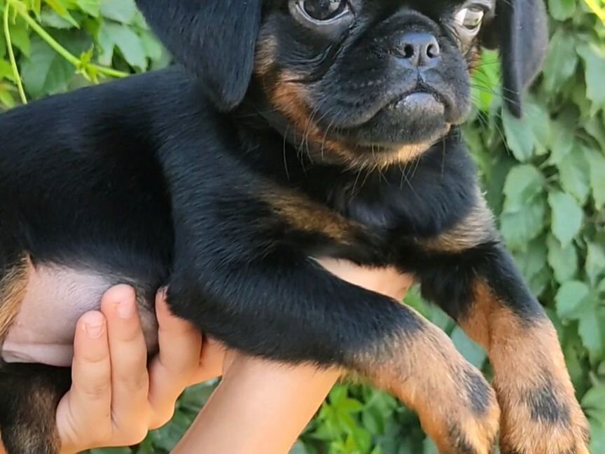 Шикарные щеночки Брабансона