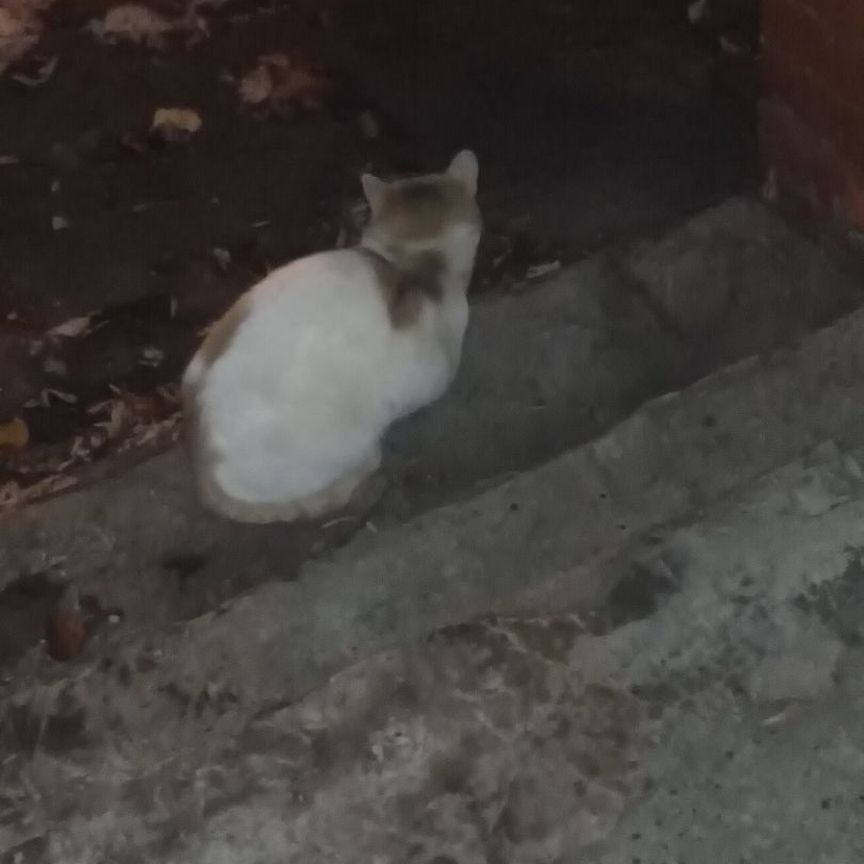Кот, потерявший, Ломоносова, хозяева отзовитесь
