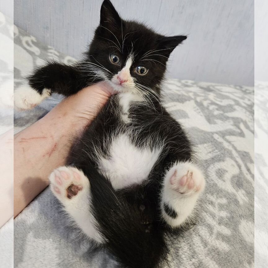 Котёнок в добрые руки