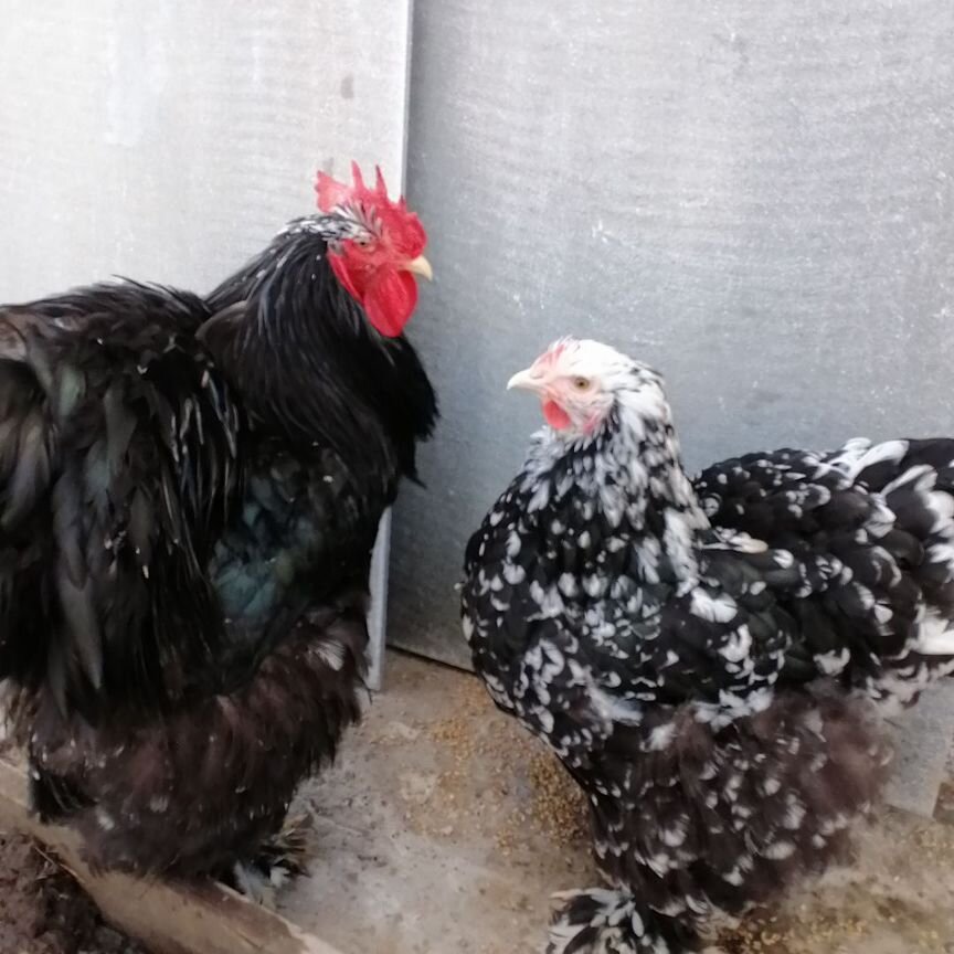 Кохинхин мраморный стандарт