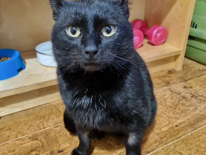 Кот в добрые руки