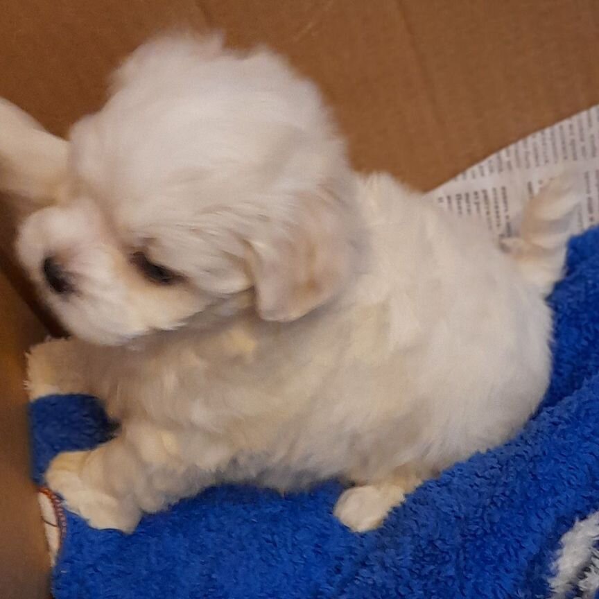 Мальтийская болонка мини