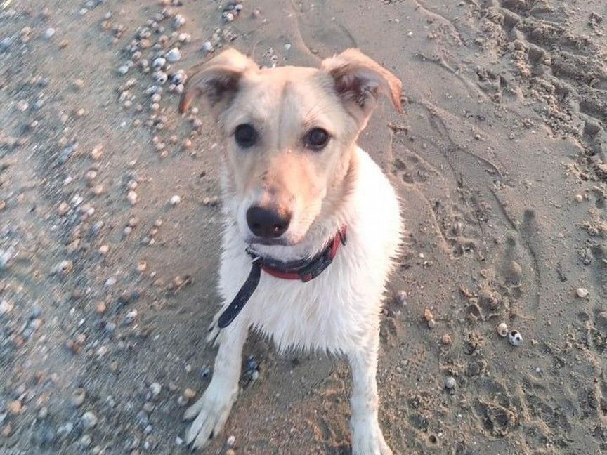 Милка ищет дом