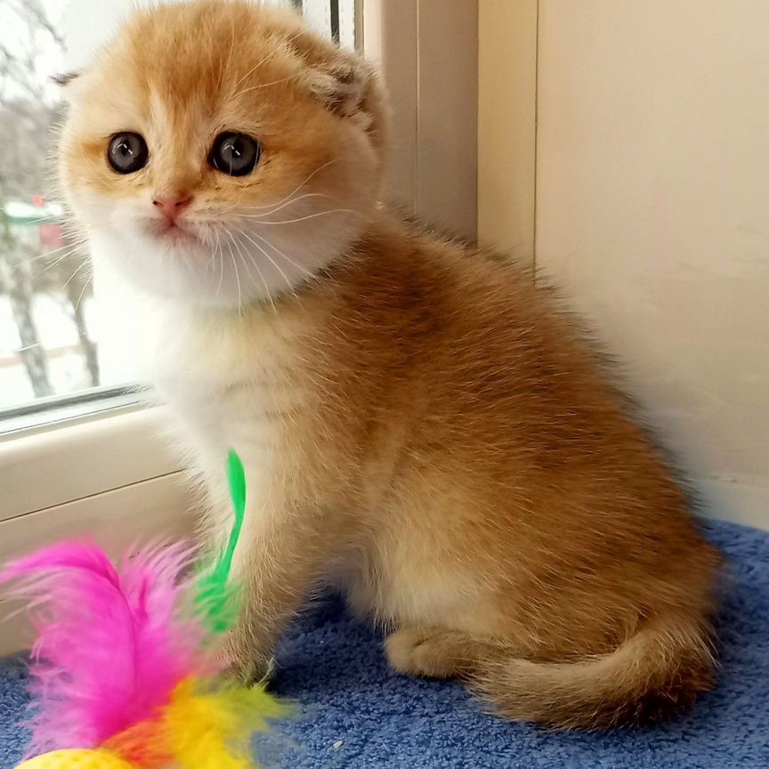 Шотландский вислоухий короткошёрстный котёнок