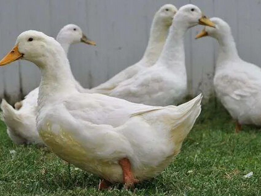 Пекинская утка