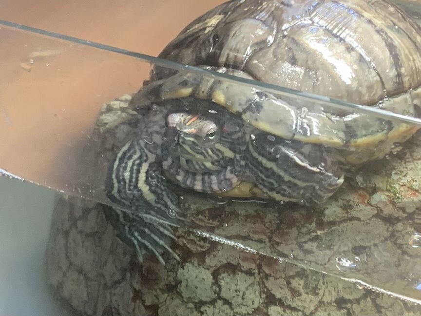 Отдам красноухую черепаху