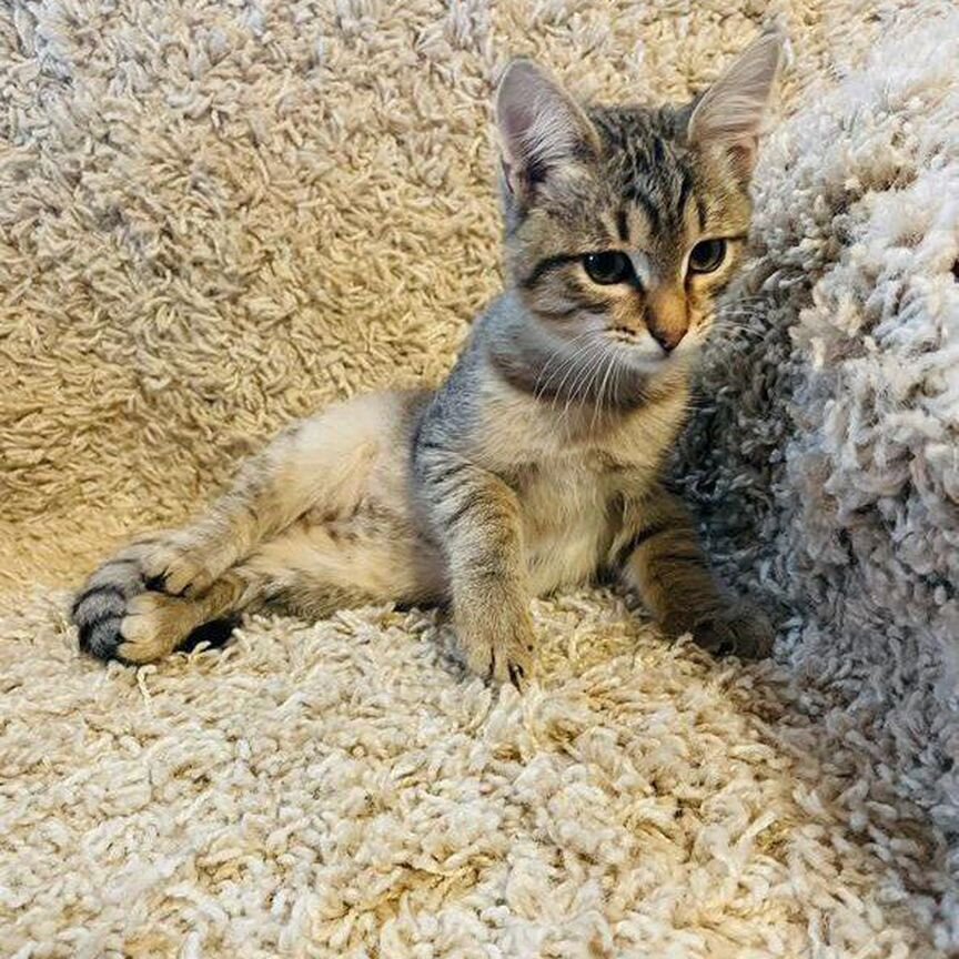 Котенок в добрые руки отдам бесплатно