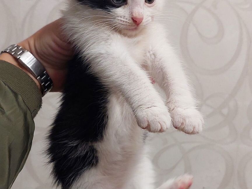 Котёнок мальчик ручной добрый хороший
