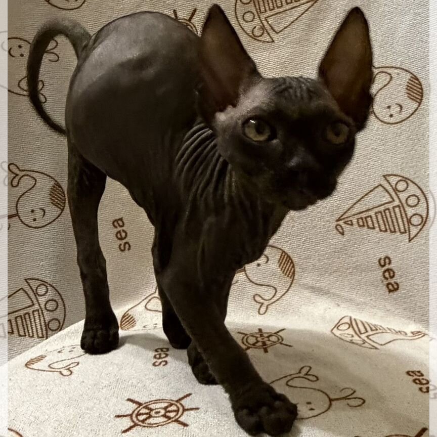 Канадский сфинкс котёнок