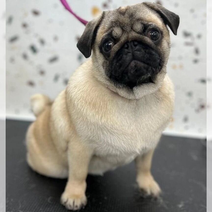 Мопс, взрослая собака