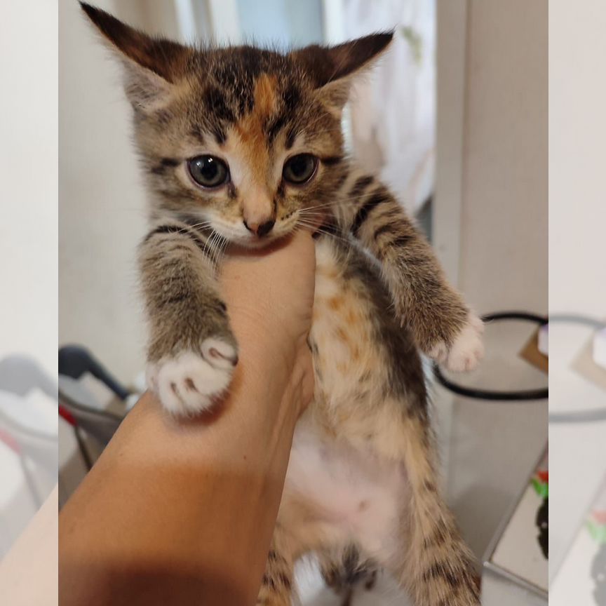 Котята в добрые руки бесплатно