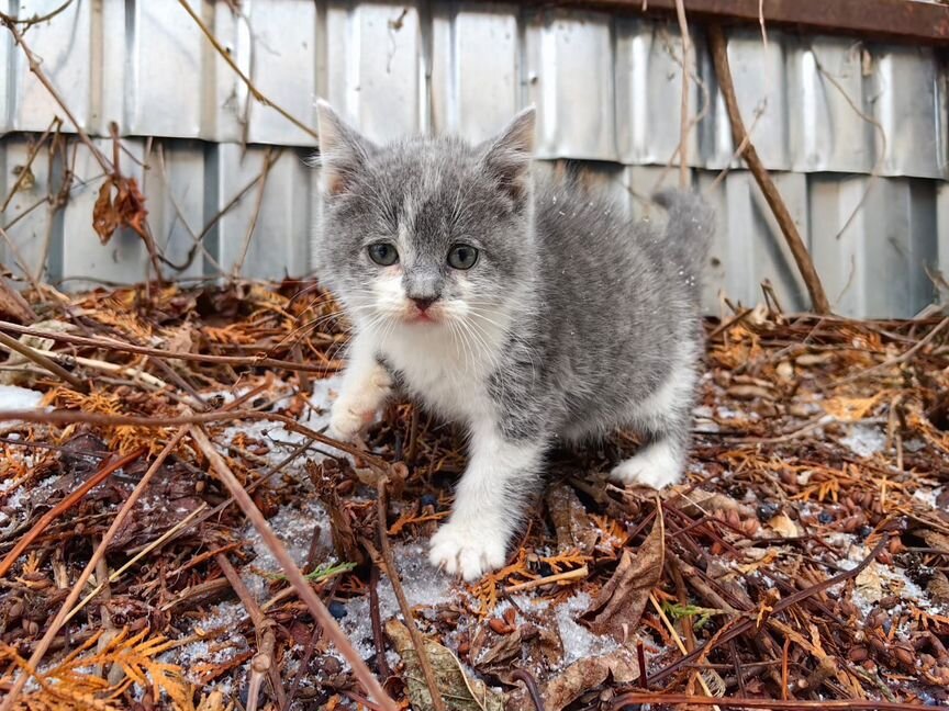 Котенок-мальчик в добрые руки