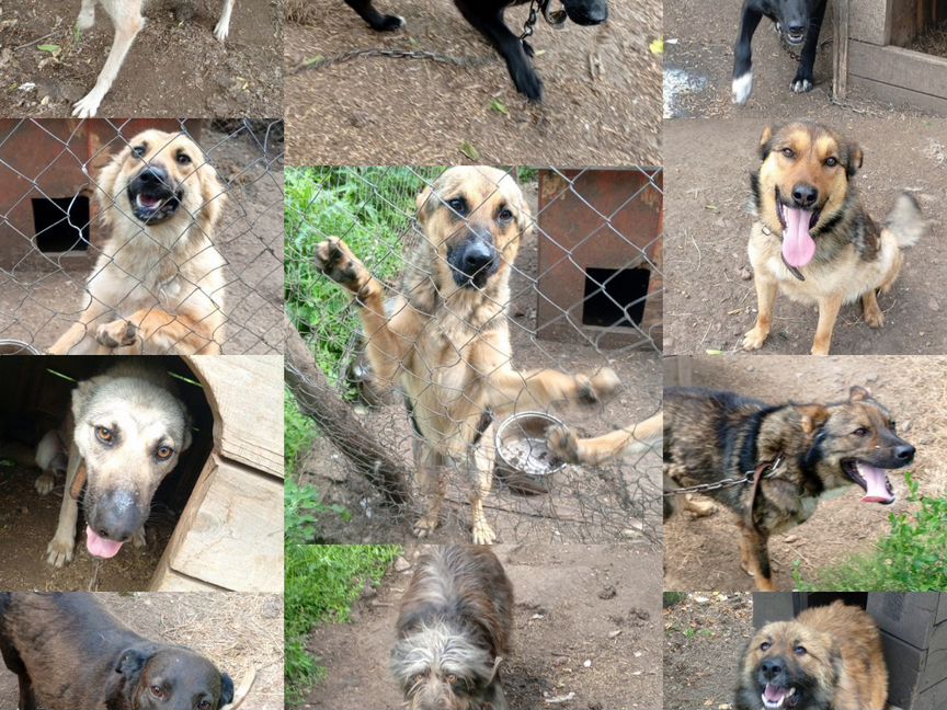 Спасите невинных собачек