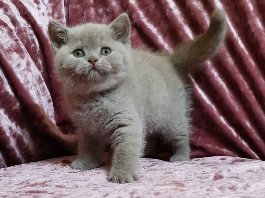 Британские котята серый