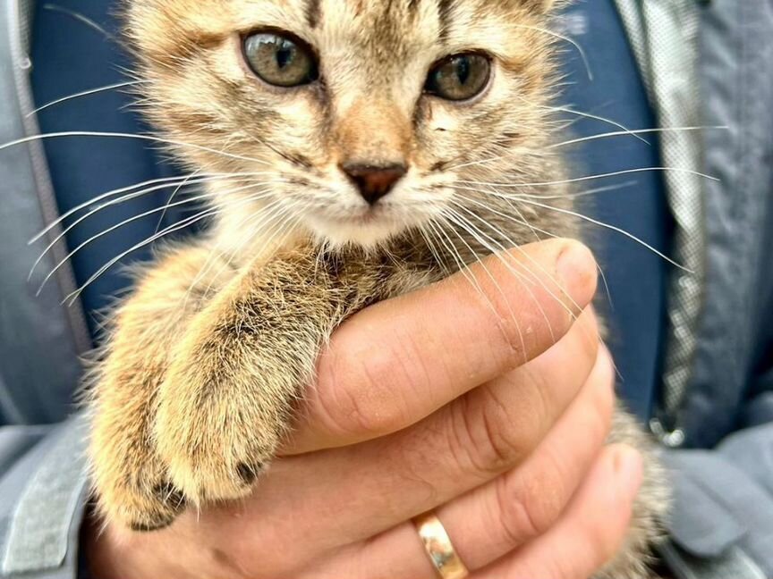 Кошка в дар бесплатно