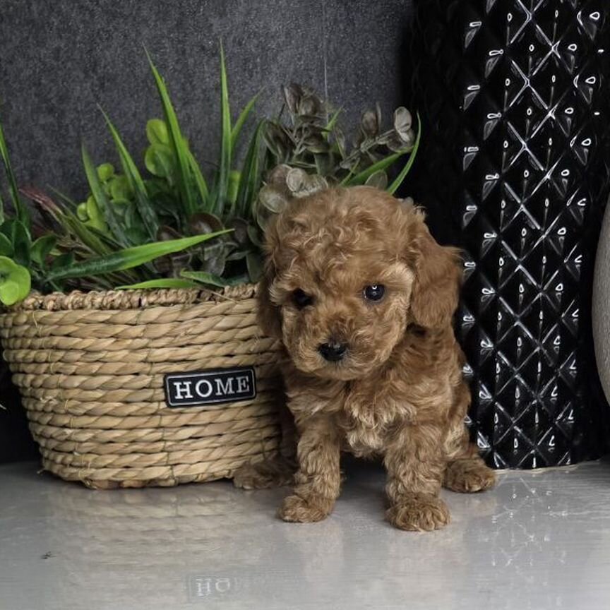 Той-пудель, щенок