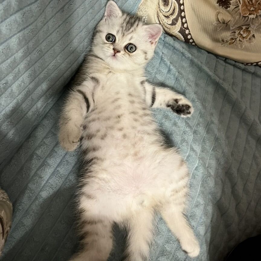 Шотландский прямоухий короткошёрстный котёнок