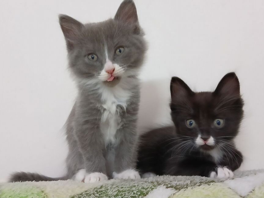 Котята в добрые руки бесплатно