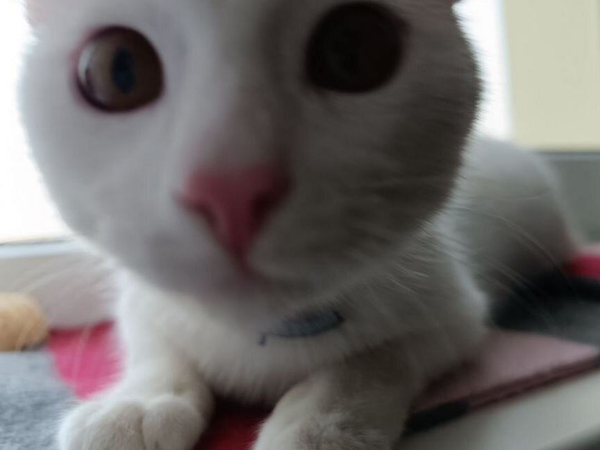 Кошечка белая