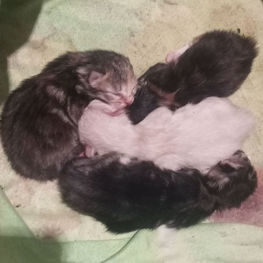 Котёнок в добрые руки