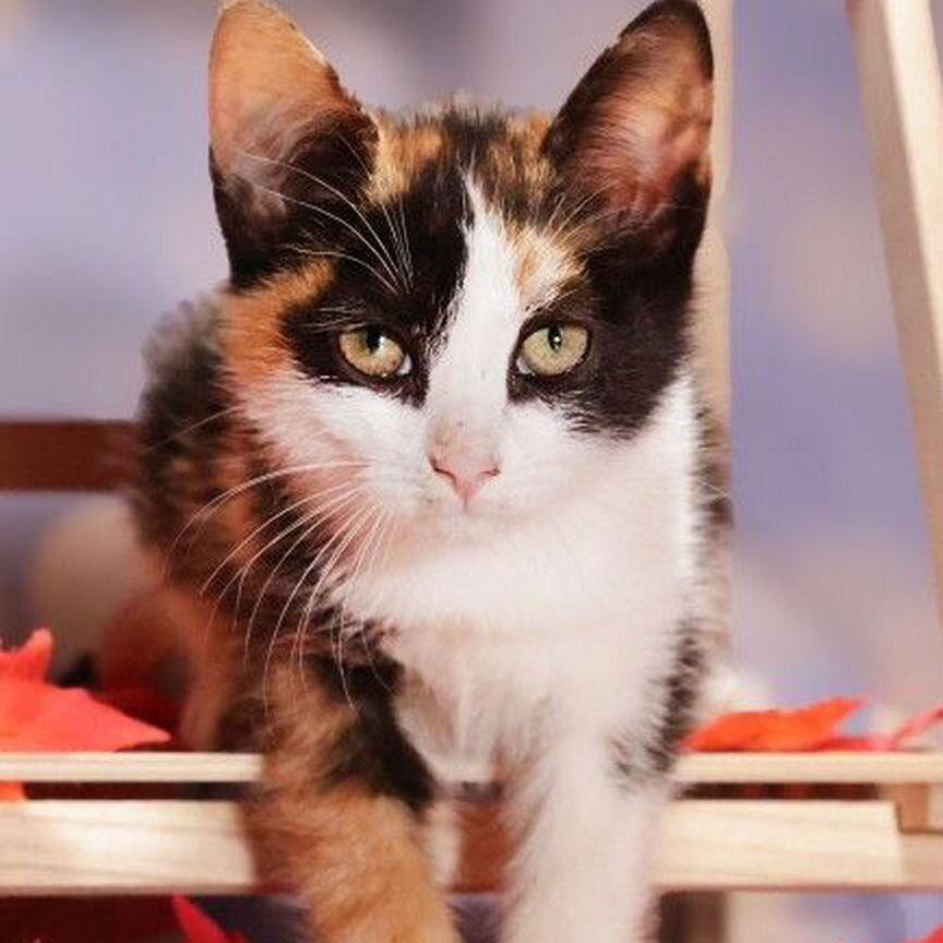 Кошка котята кот котики в добрые руки бесплатно