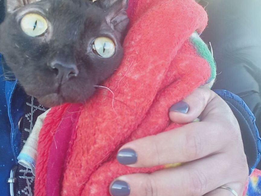 Кто потерял сфинкса в общаге в коридоре