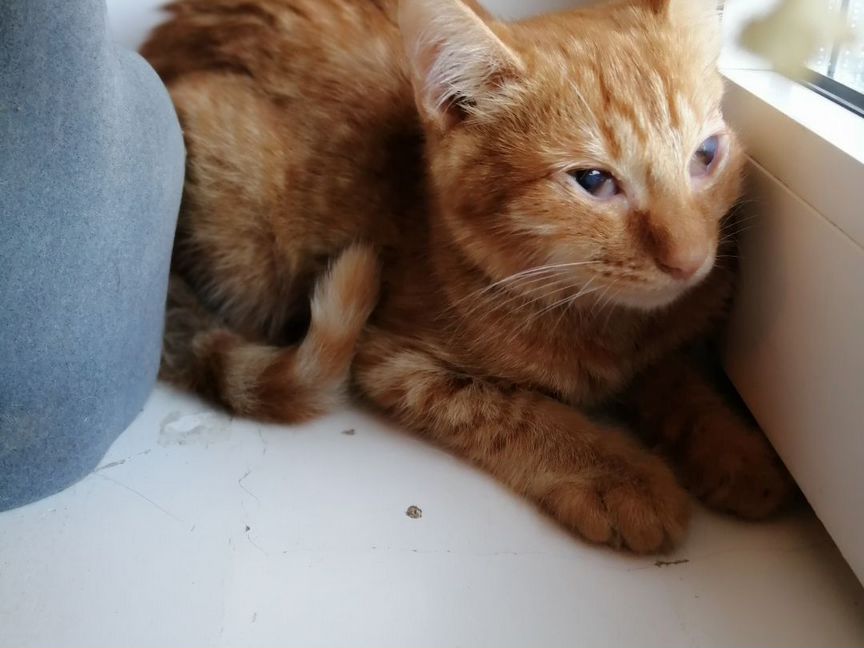 Кошка в дар