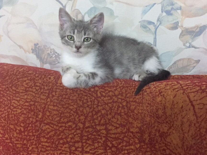 Котик - Кнопа