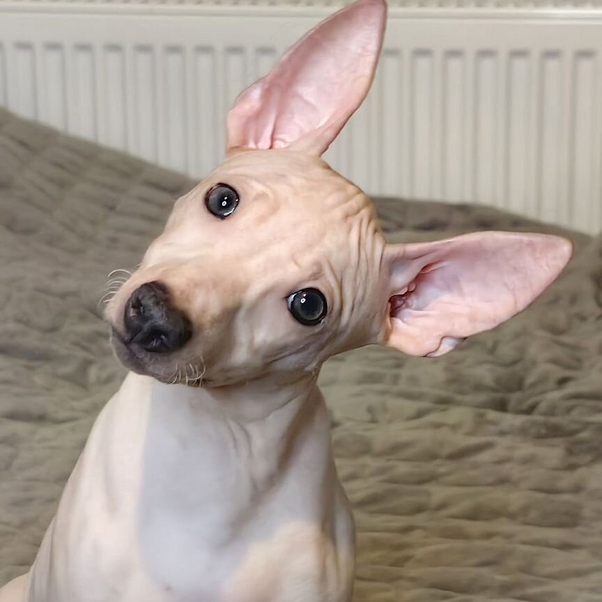 Американский голый терьер, щенок