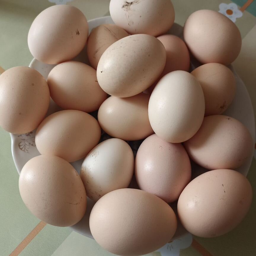 Инкубационные яйца мясо яичных домашних кур