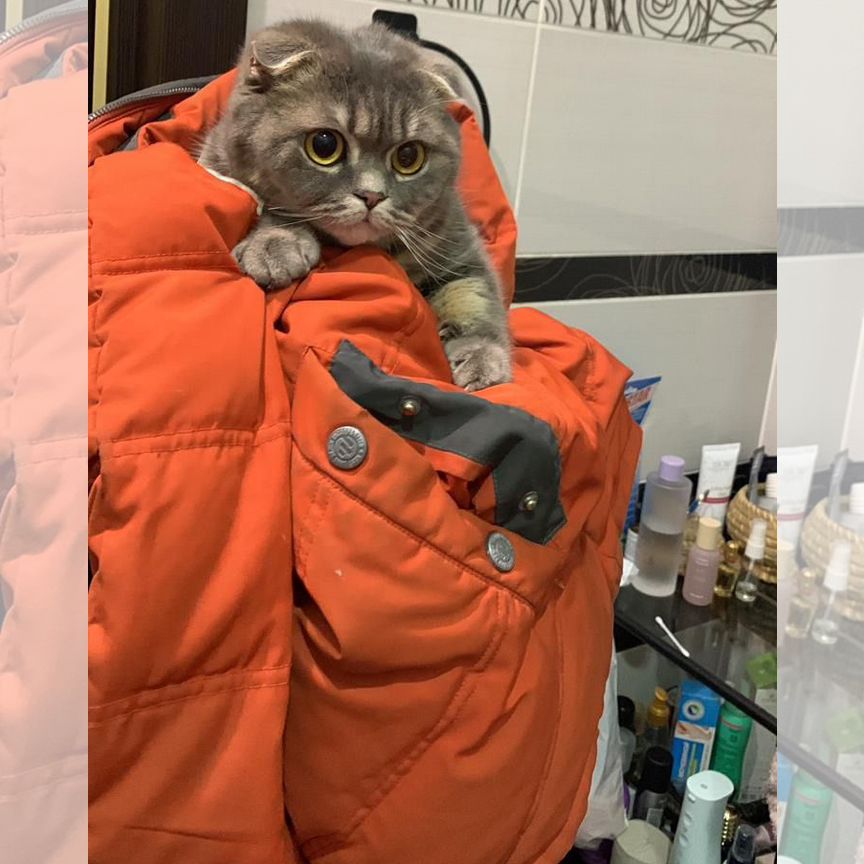 Шотландская вислоухая кошка