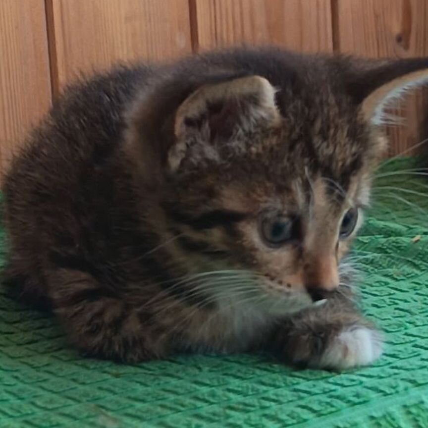 Котёнок от частного владельца