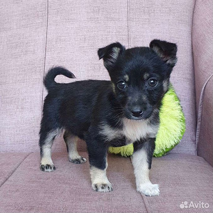 Малютка Киви в поисках любящей семьи