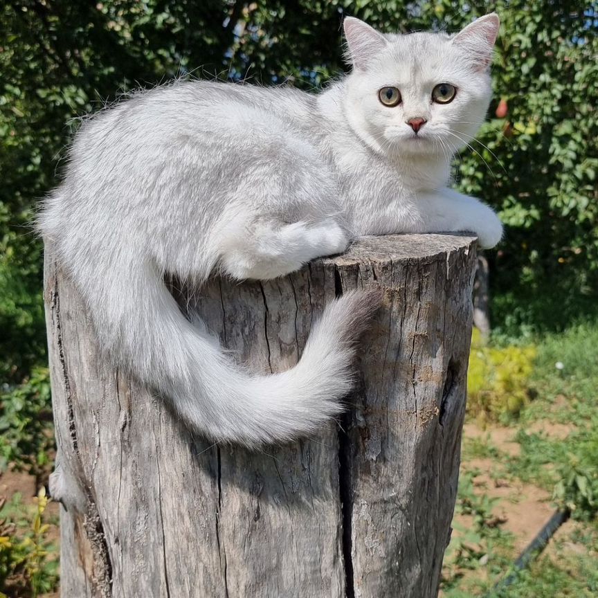 Шотландская девочка