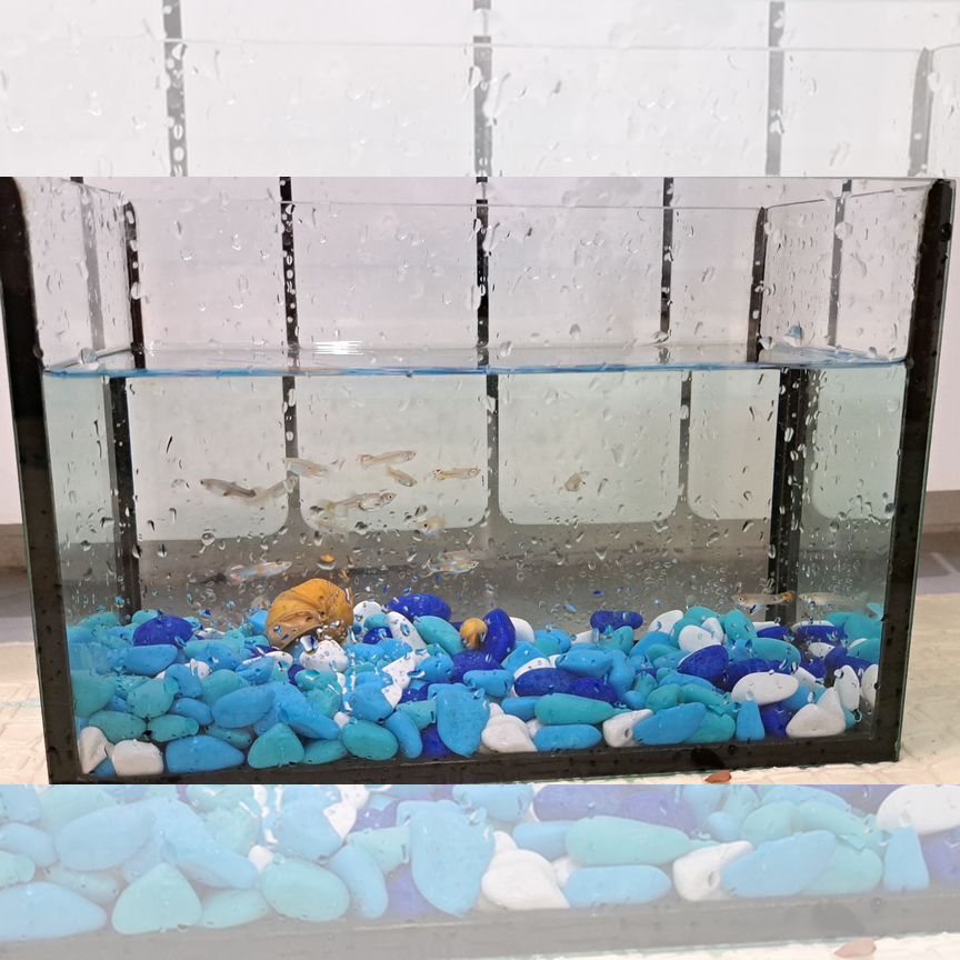 Аквариум 5 литров с гуппи