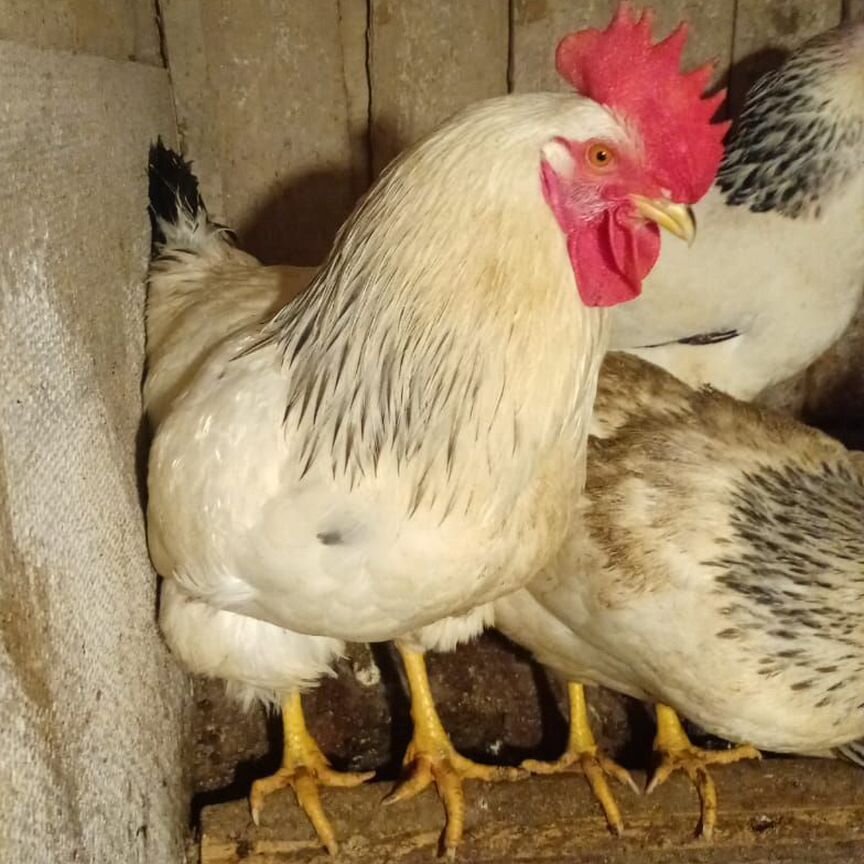 Молодые петухи