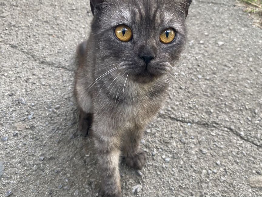 Кошка в дар