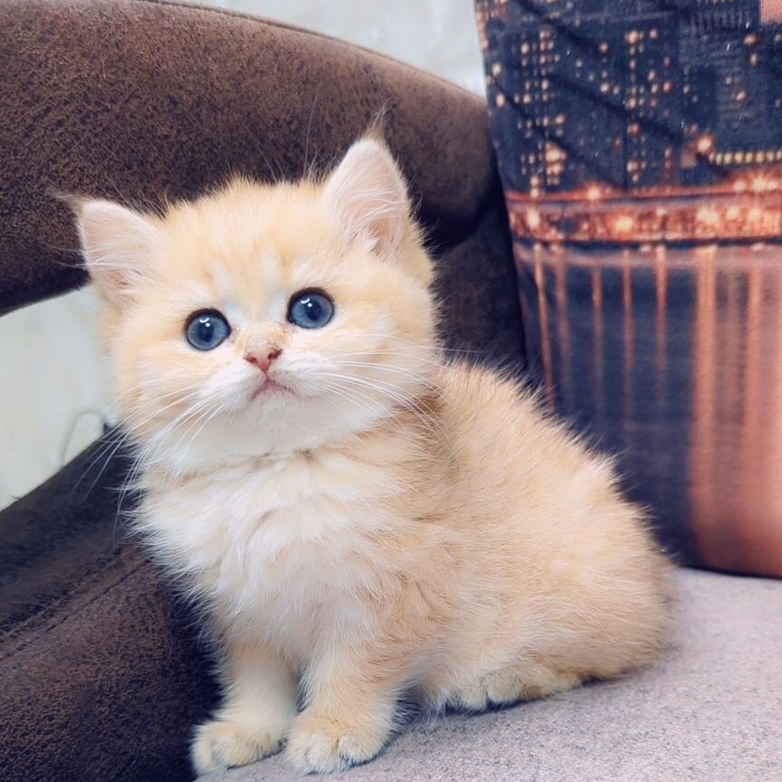 Шотландская девочка