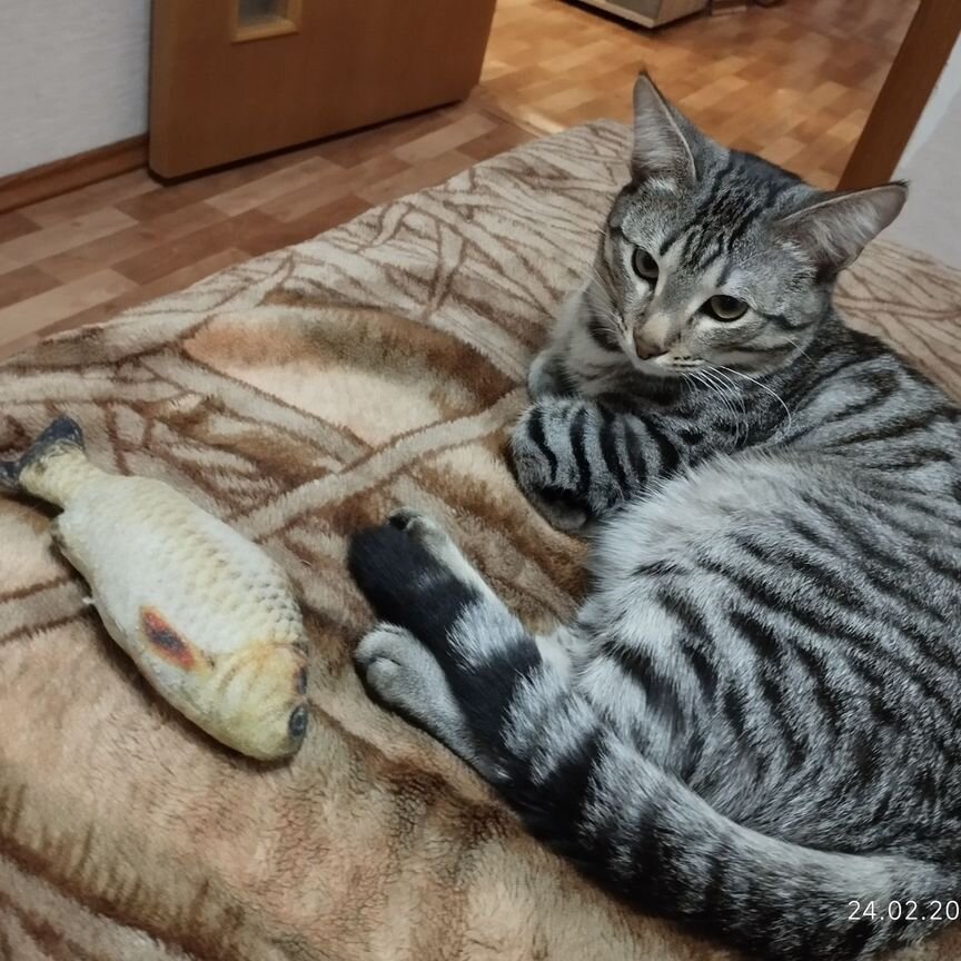 Кот мальчик