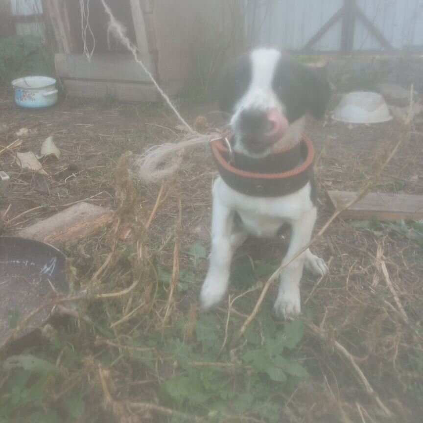 Отдам бесплатно собачку