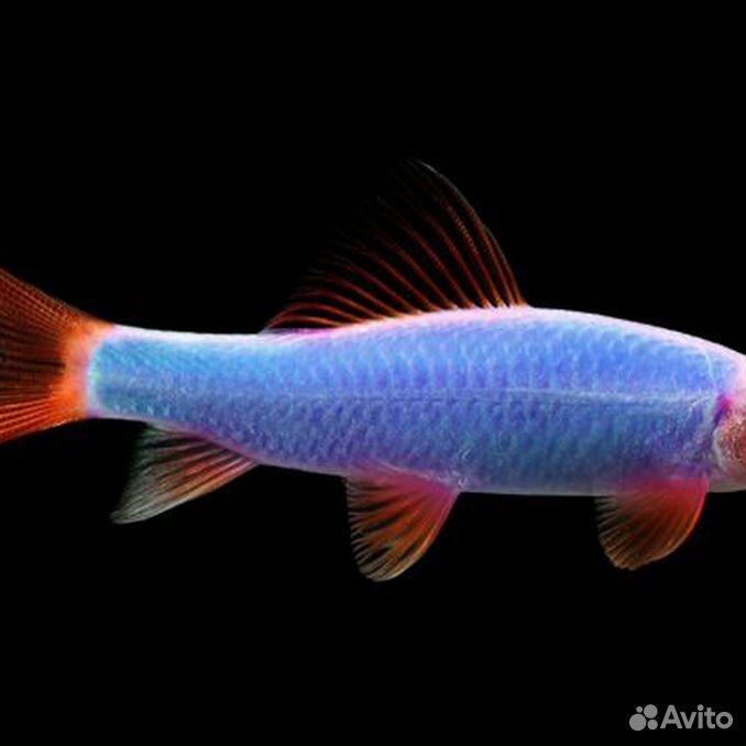 Лабео (GloFish) синий (S)