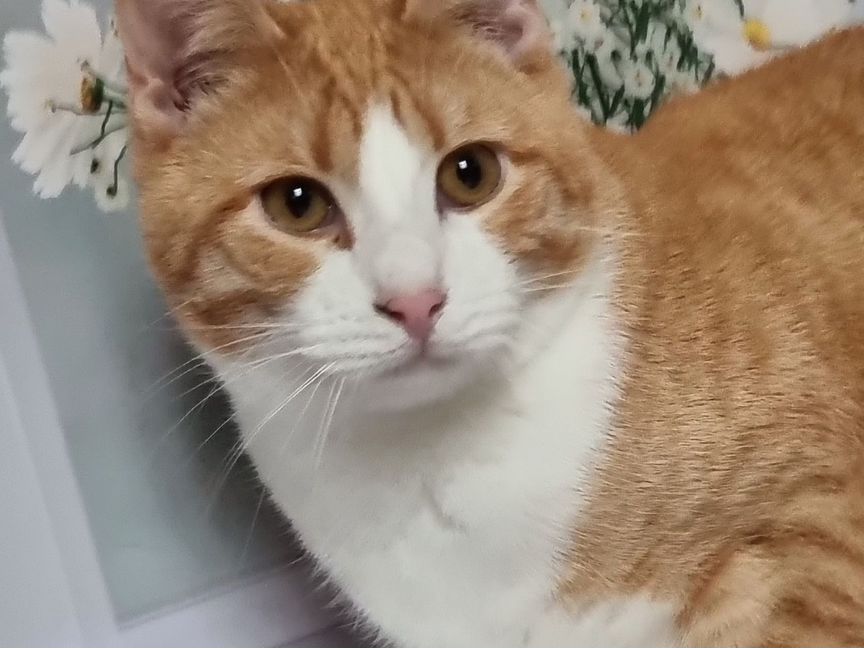 Санти 7 мес, привит, кастрирован, лоток идеально