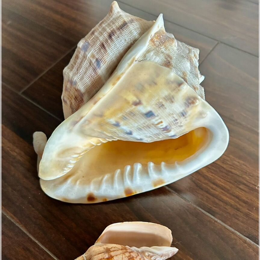 Ракушка морская большая