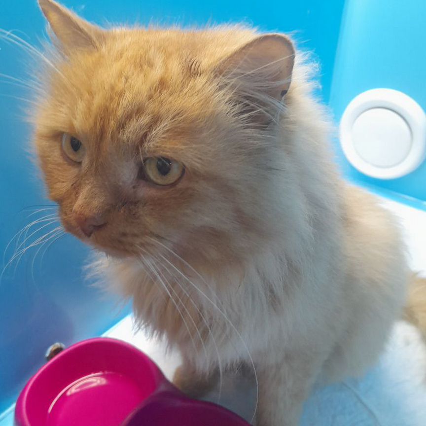 Сибирский, взрослый кот